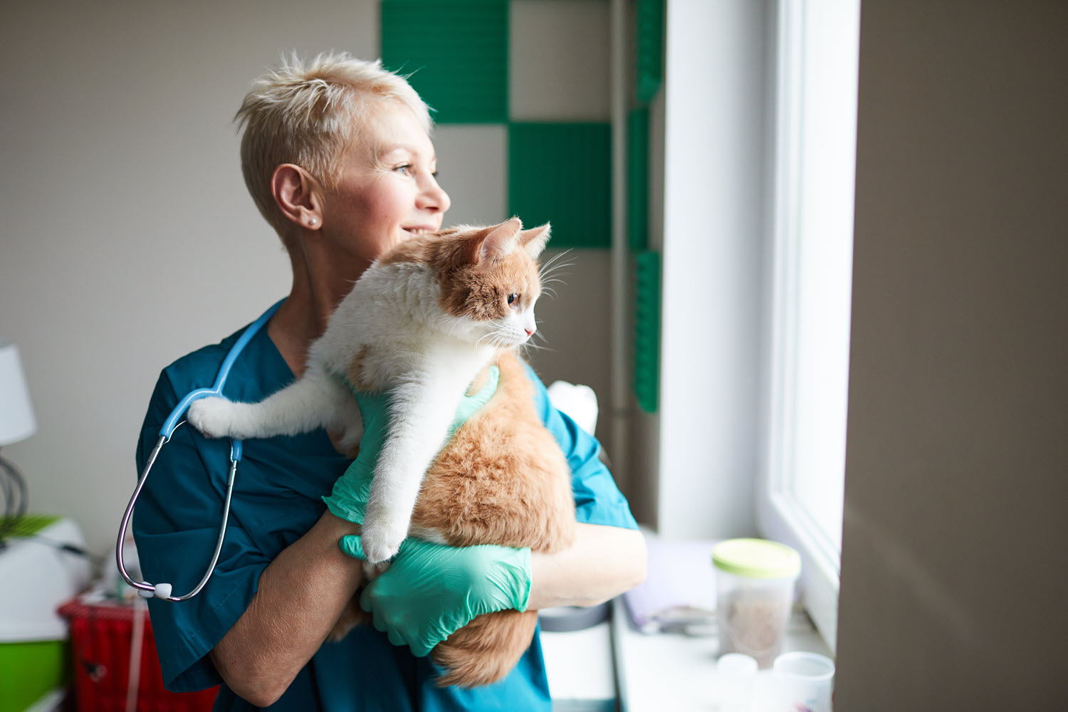 Doctor cat store